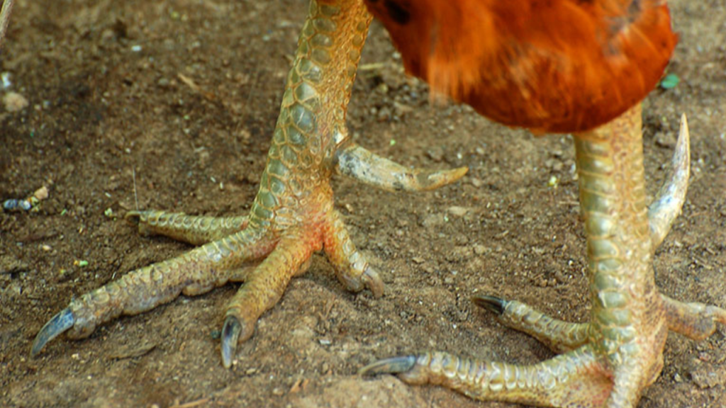 Rooster Spur Injuries: Prevention and Treatment