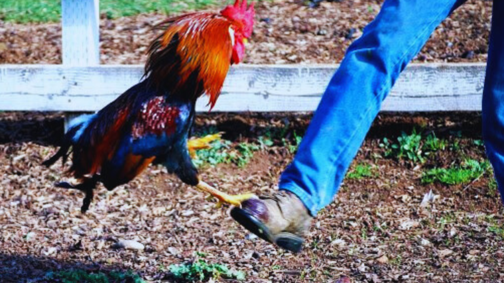 Rooster Spur Injuries: Prevention and Treatment
